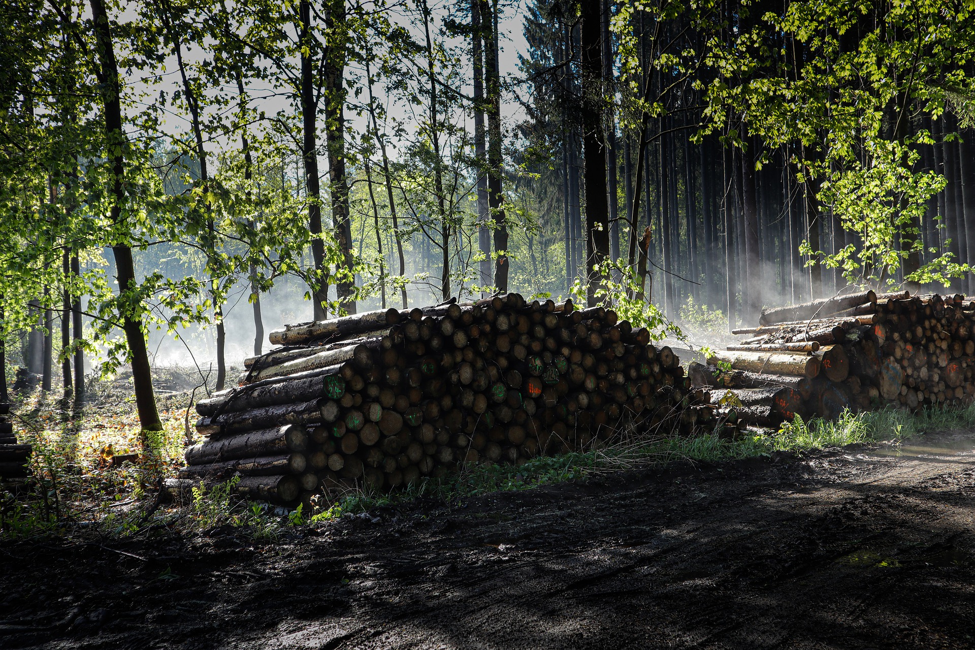 Wood Shortages Within Acoustics - Acoustic Supplies